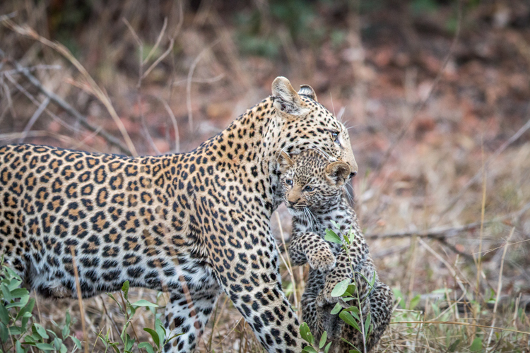 5 Tips for Capturing Incredible Photos of Baby Animals in the Wild
