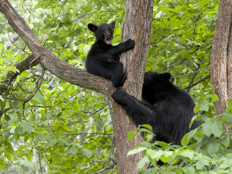 5 Tips for Capturing Incredible Photos of Baby Animals in the Wild