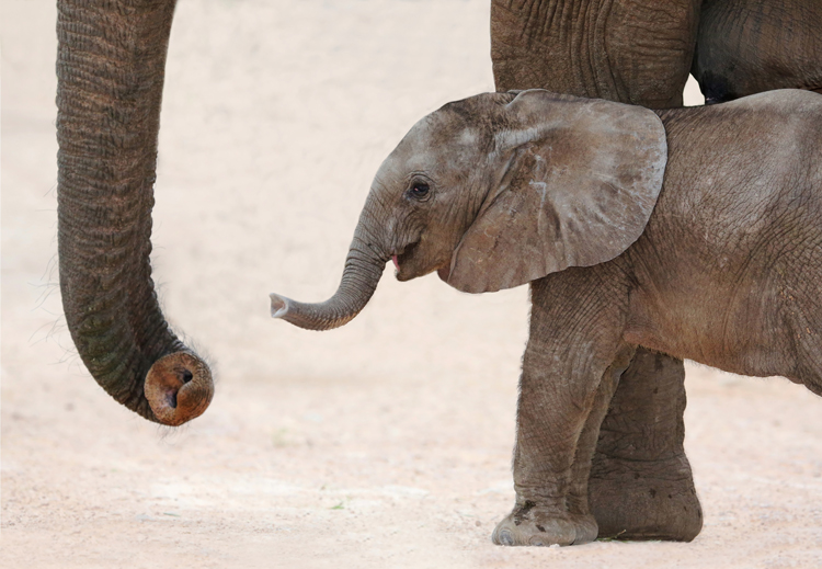 5 Tips for Capturing Incredible Photos of Baby Animals in the Wild
