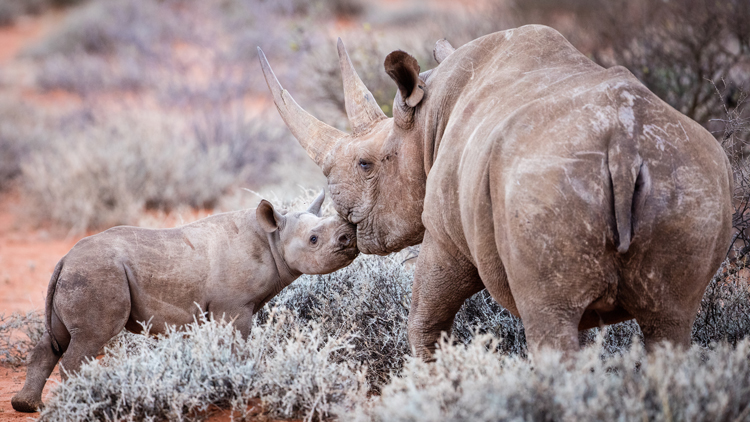 5 Tips for Capturing Incredible Photos of Baby Animals in the Wild