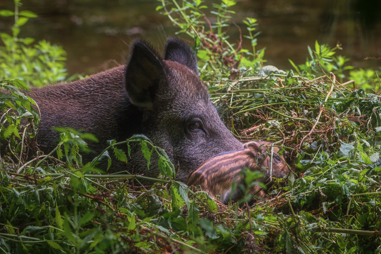5 Tips for Capturing Incredible Photos of Baby Animals in the Wild