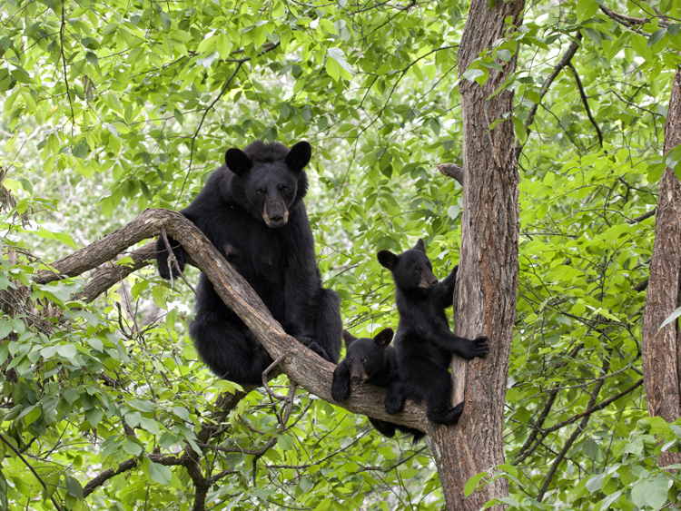 5 Tips for Capturing Incredible Photos of Baby Animals in the Wild