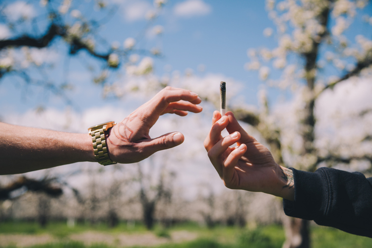 A Guide to Photographing Marijuana and CBD for Stock