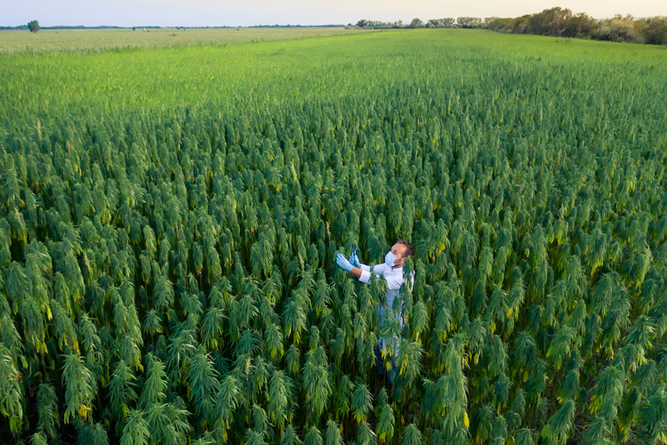 A Guide to Photographing Marijuana and CBD for Stock
