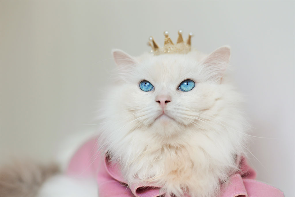 Weird to Couture: Images of Fashion-Forward Cats Ready for a Close-Up